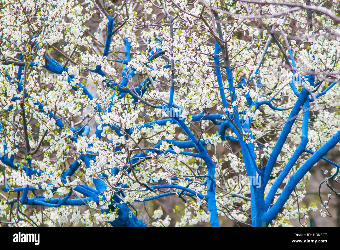Gardening and flowering fruit tree Stock Photo - Alamy