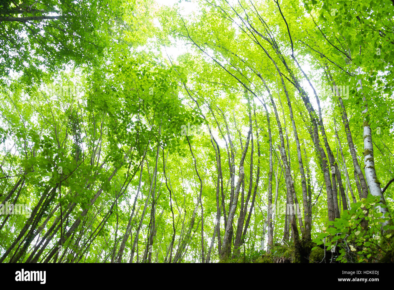 Background with blur of green natural tree Stock Photo - Alamy