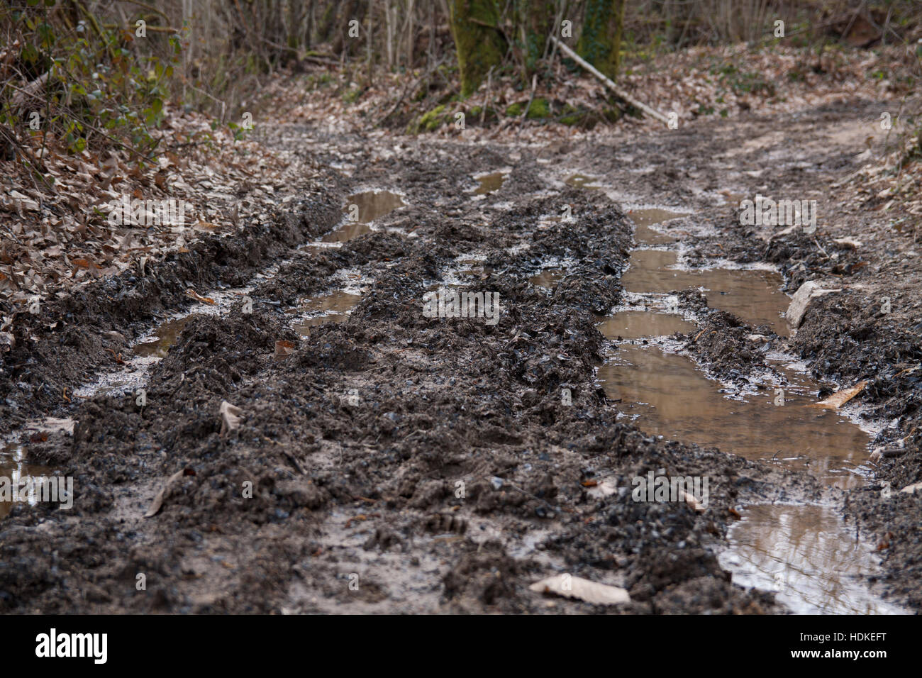 Wet and muddy forest track after a heavy rainfall Stock Photo - Alamy