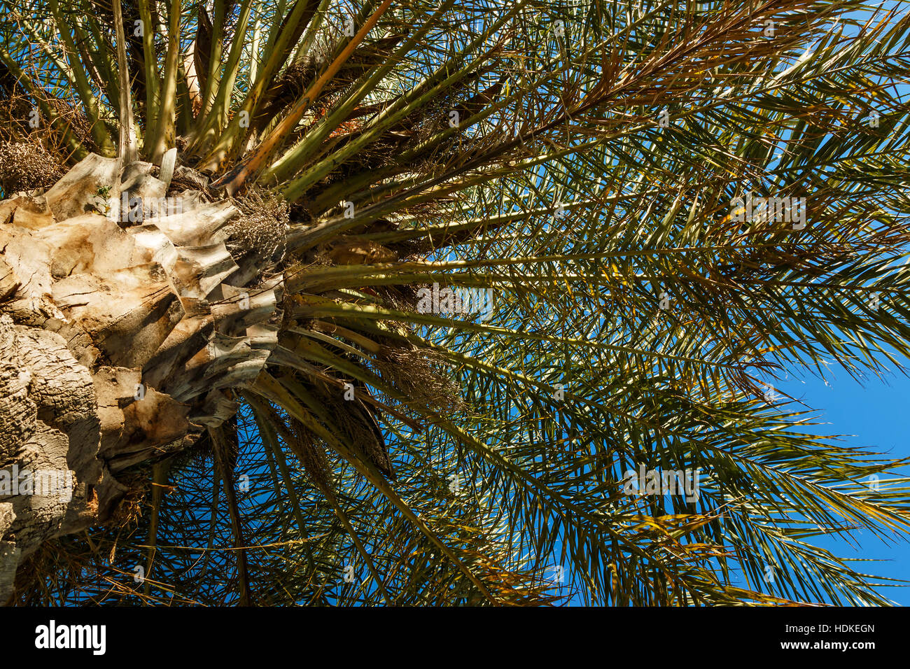 Palm tree growing horizontal hi-res stock photography and images - Alamy