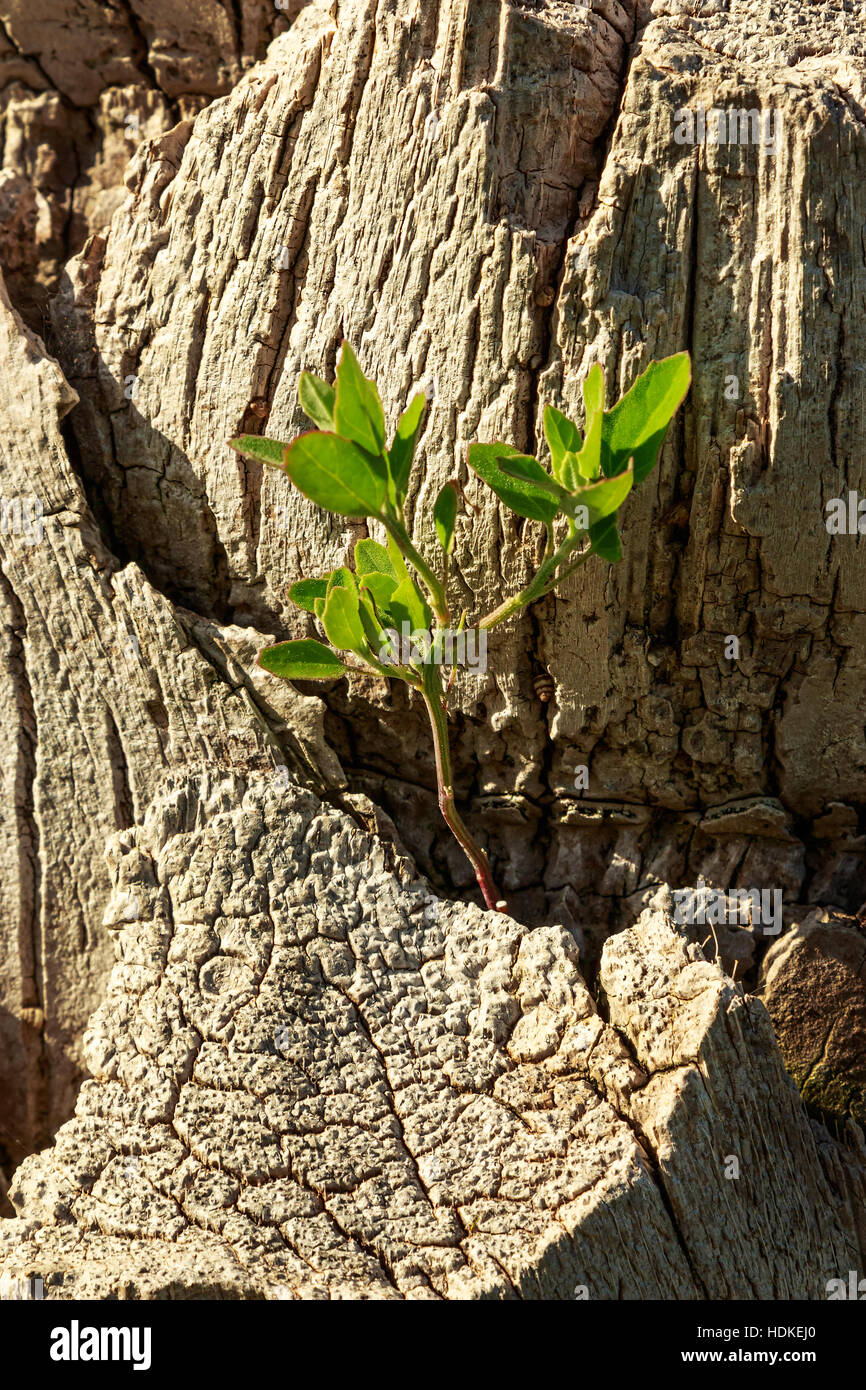 Plant growing from the trunk of a tree. Vertical image Stock Photo - Alamy