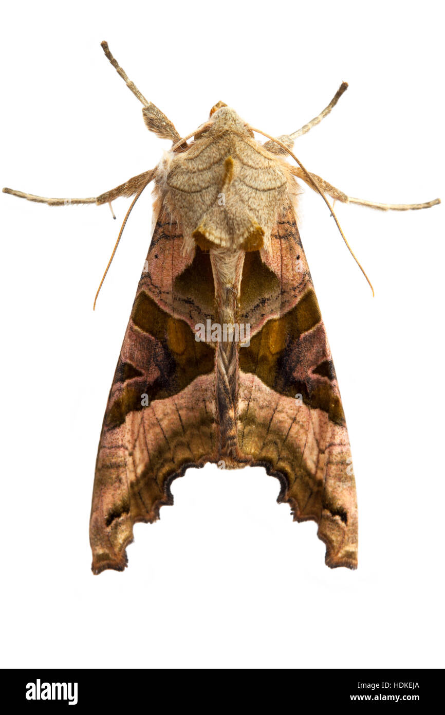 Clothes moth hi-res stock photography and images - Alamy