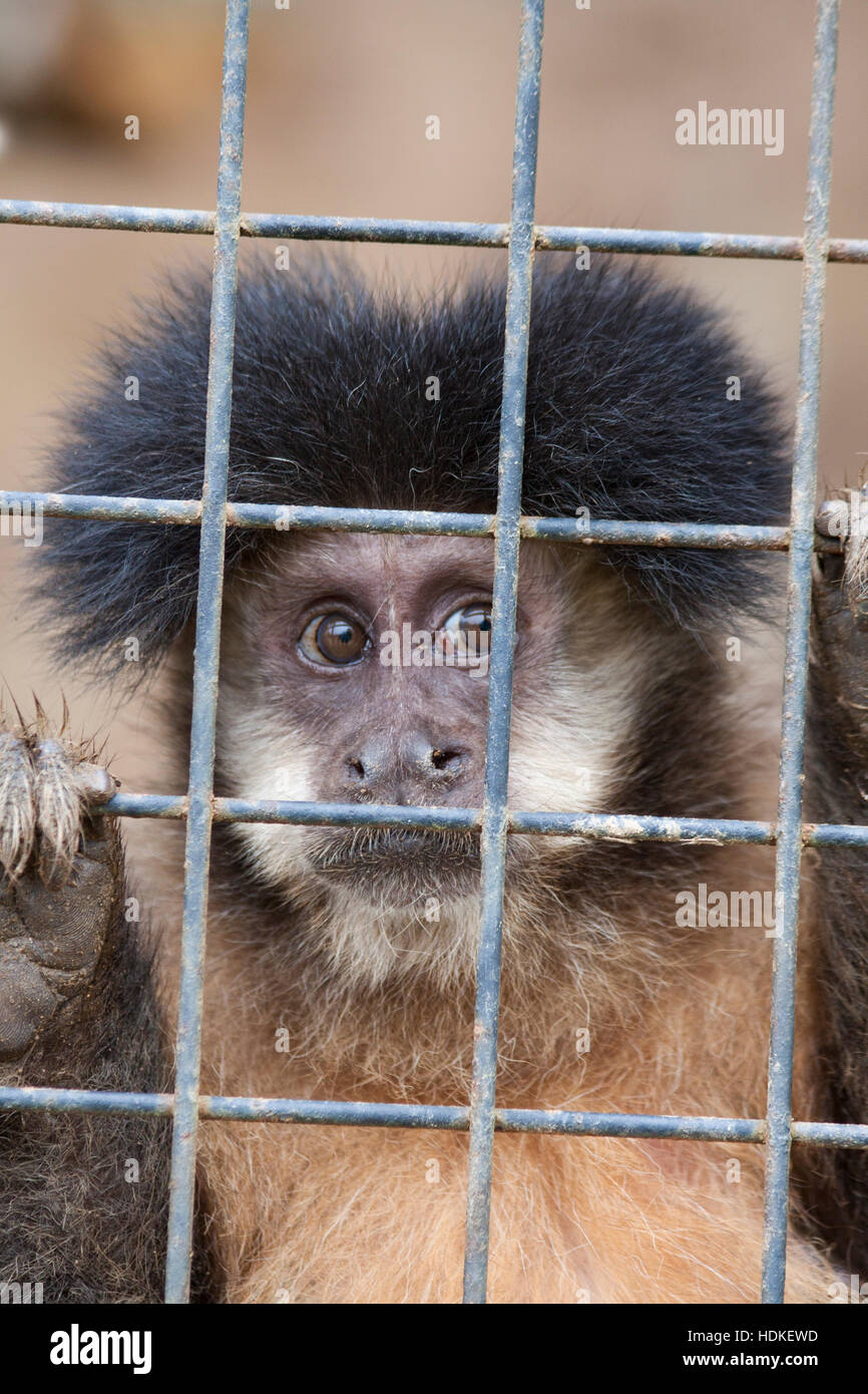 Monkey locked up in a iron cage Stock Photo - Alamy