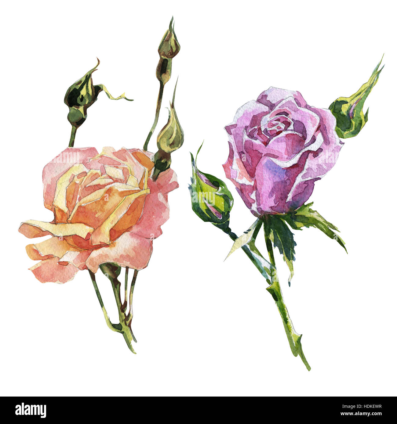 Wildflower rose flower in a watercolor style isolated Stock Photo - Alamy
