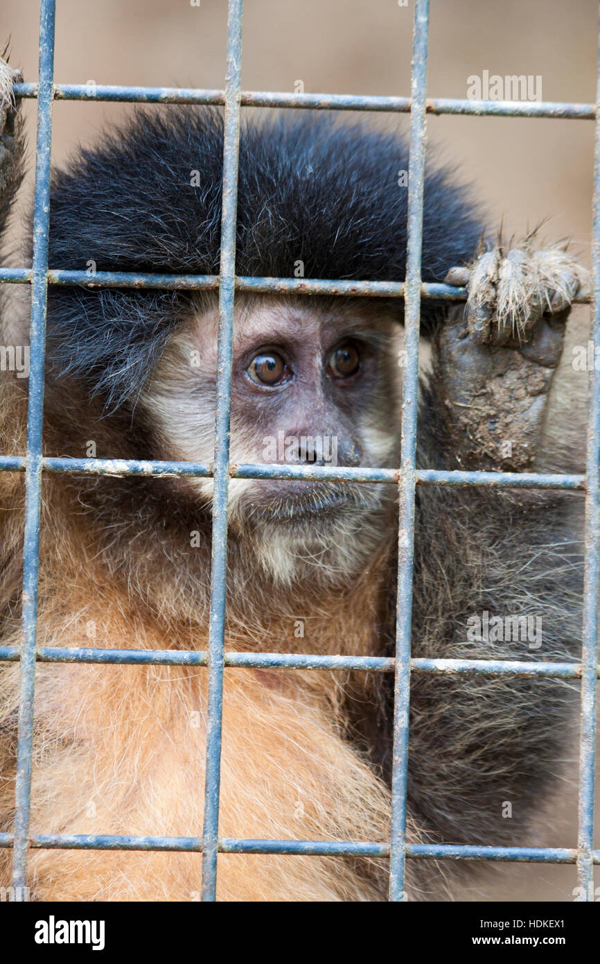 Monkey locked up in a iron cage Stock Photo - Alamy