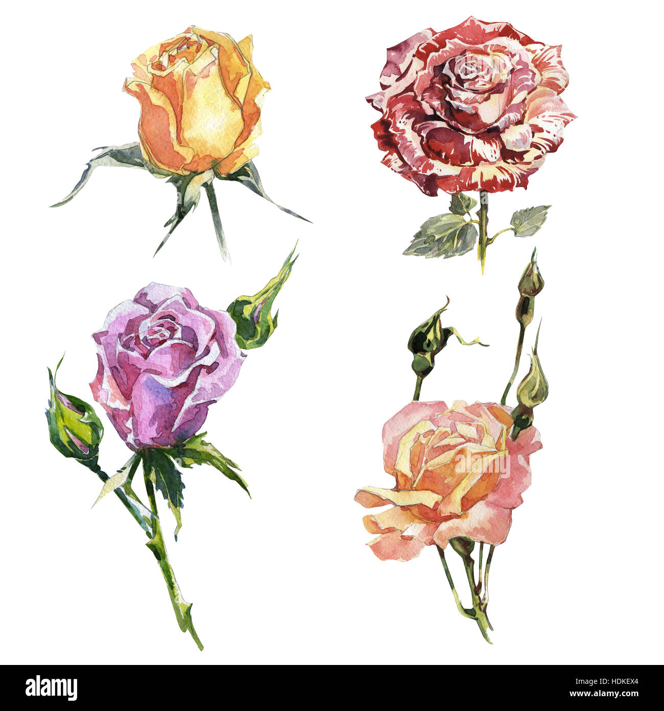 Wildflower rose flower in a watercolor style isolated Stock Photo - Alamy