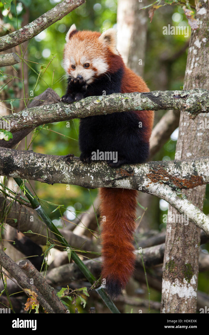 Red panda in the forest for background use Stock Photo - Alamy