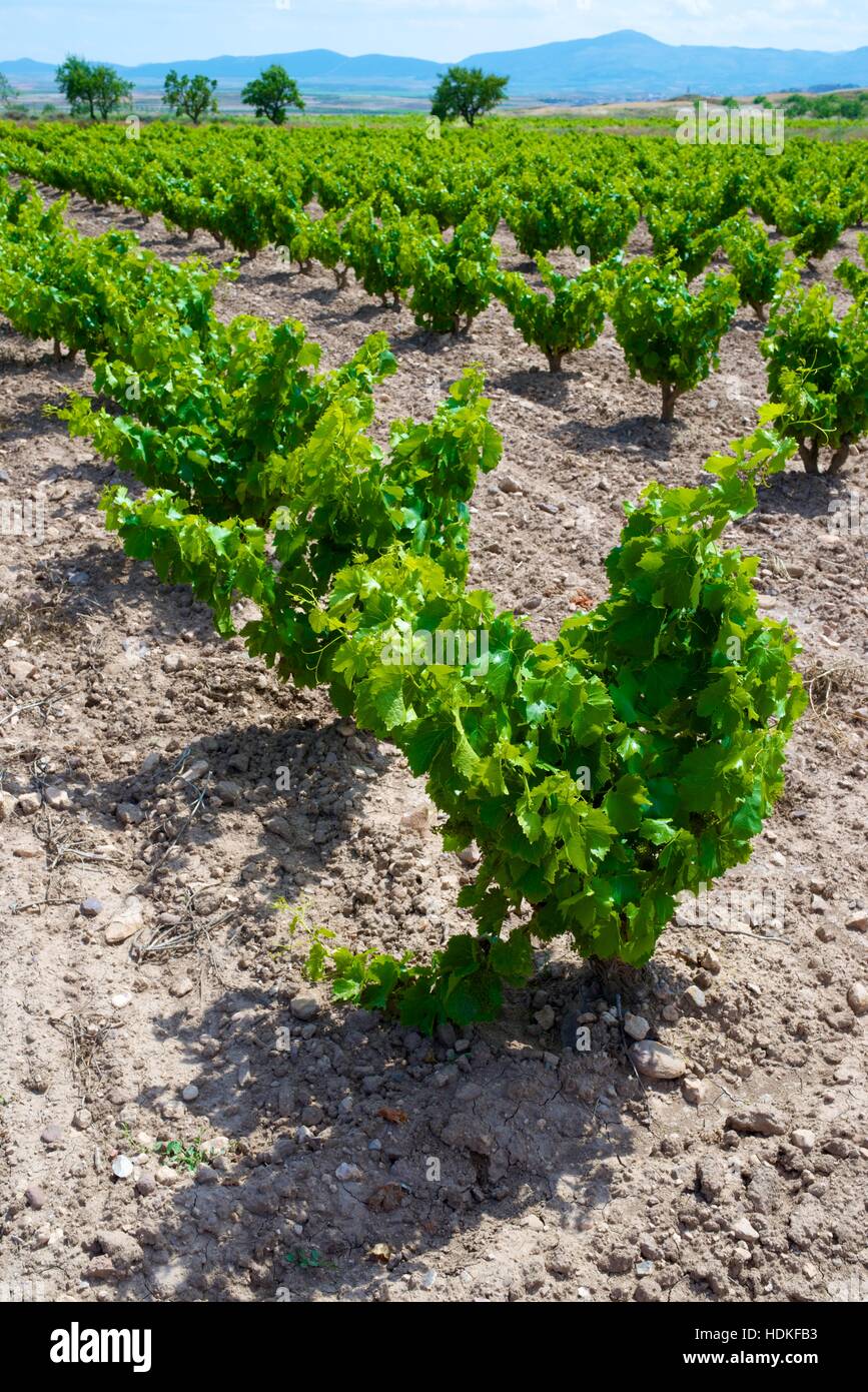 View of a vineyard Fuendejalon, Zaragoza, Aragon, Spain Stock Photo - Alamy