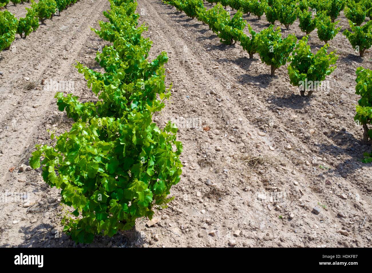 View of a vineyard Fuendejalon, Zaragoza, Aragon, Spain Stock Photo - Alamy