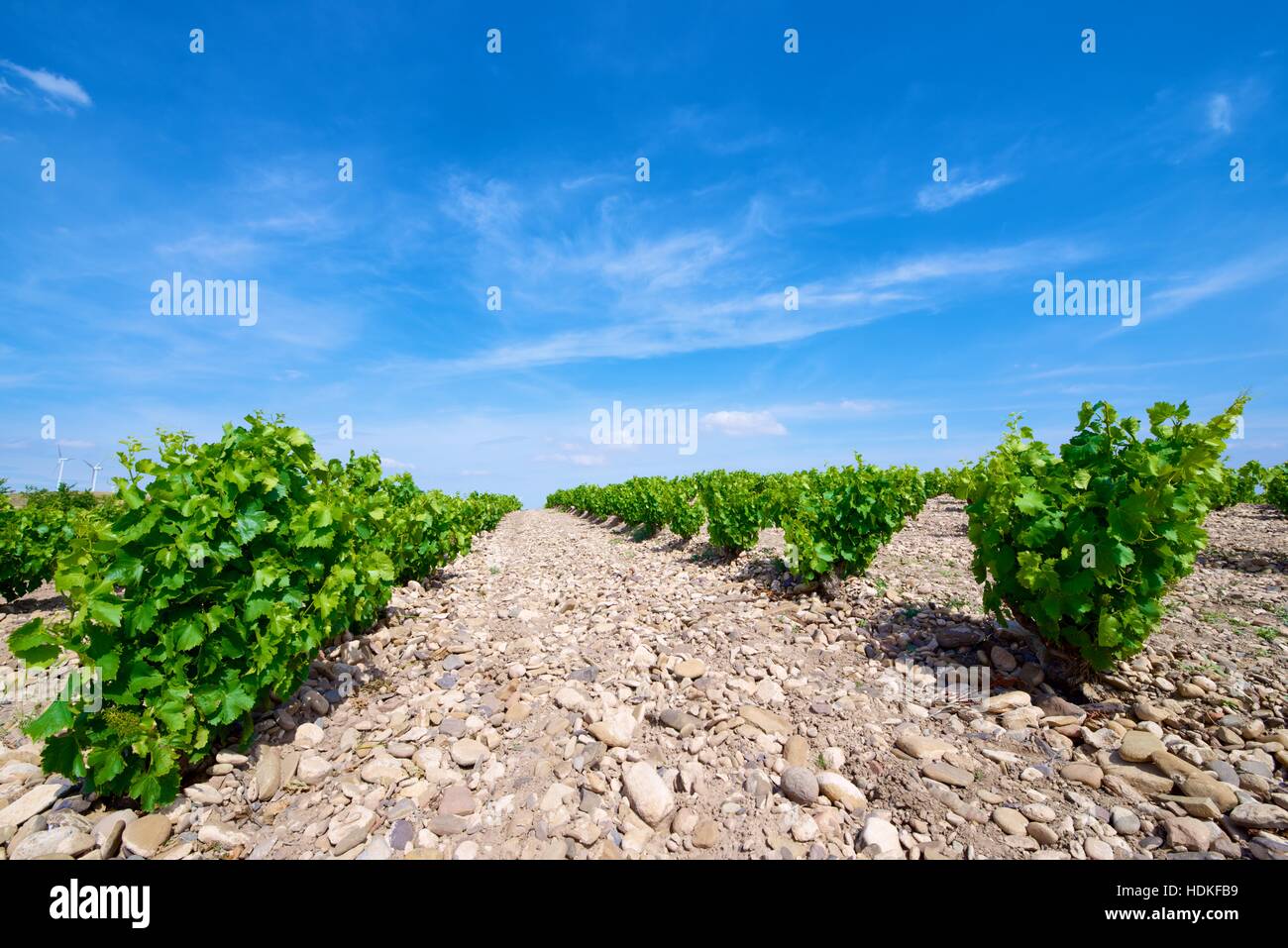 View of a vineyard Fuendejalon, Zaragoza, Aragon, Spain Stock Photo - Alamy
