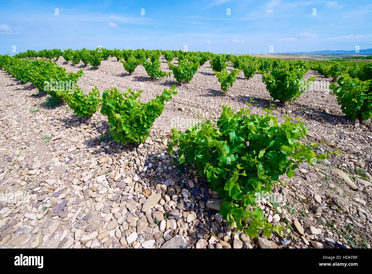 View of a vineyard Fuendejalon, Zaragoza, Aragon, Spain Stock Photo - Alamy
