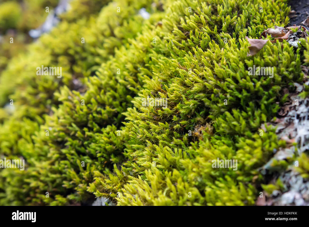 Plant flora closeup bryophytes hi-res stock photography and images - Alamy