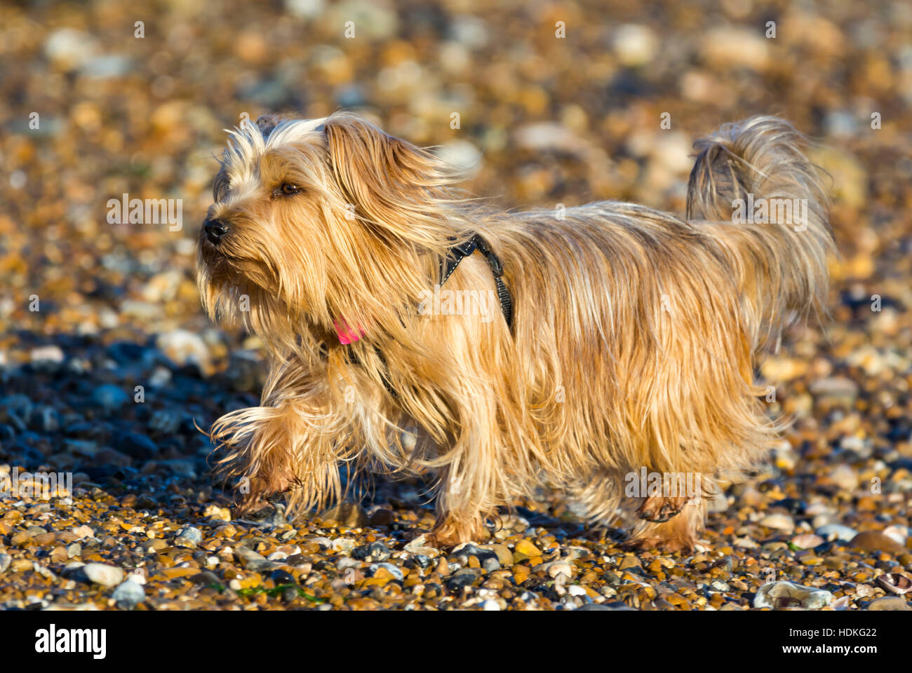 Dog yorkshire terrier hi-res stock photography and images - Alamy