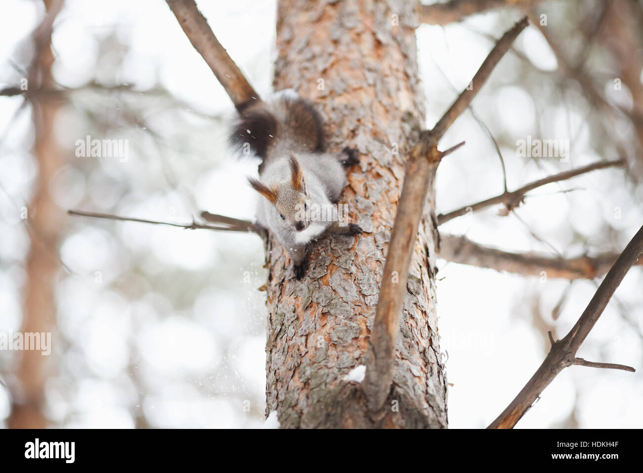 Cute squirrel looking at winter scene, snowy park or forest Stock Photo ...