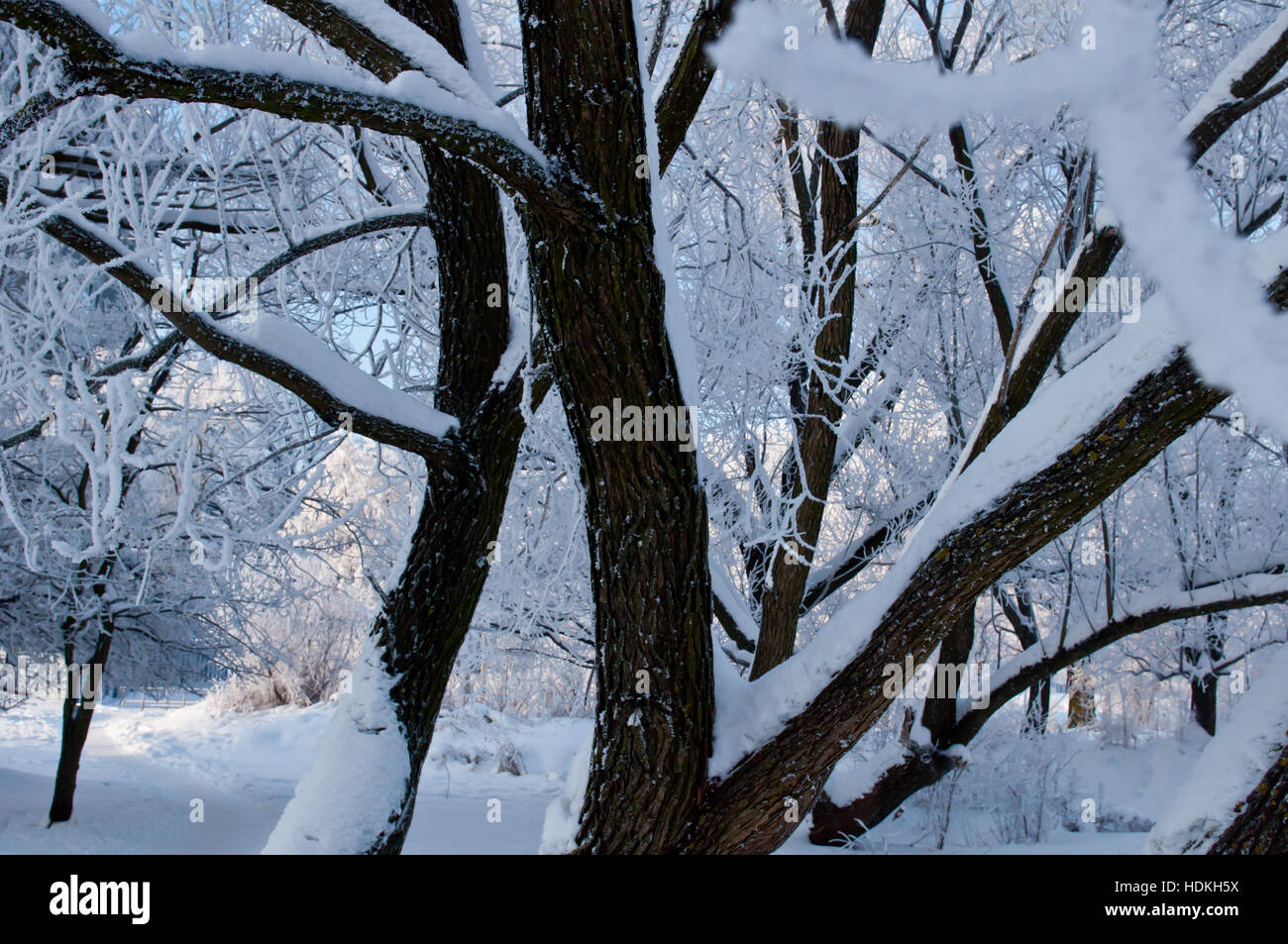 Woods in the snow. Cold winter day in Siberia. Trees in the snow Stock ...