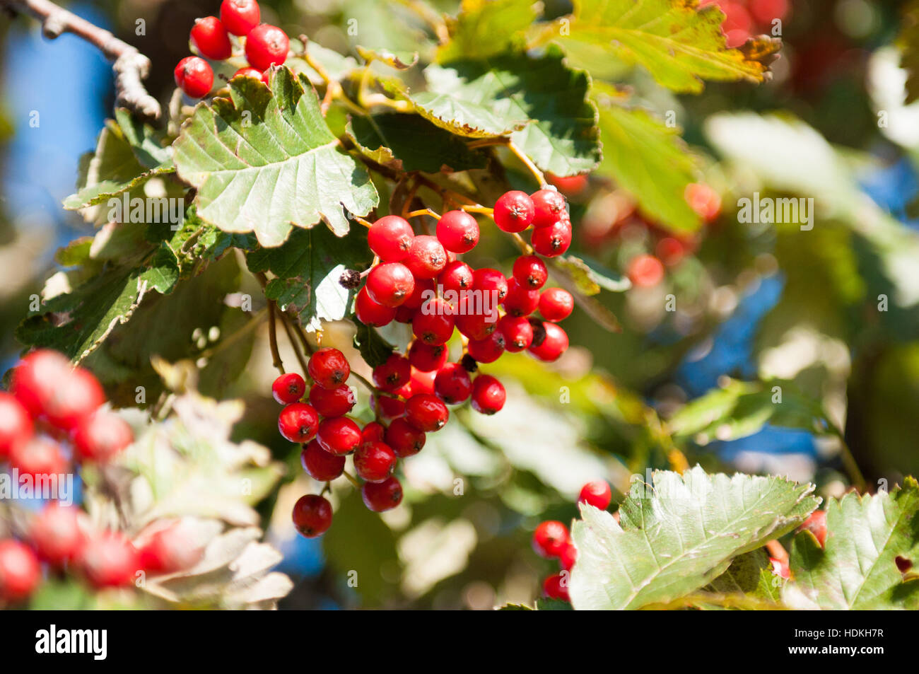 Red berries on a tree branch and green leaves Stock Photo - Alamy