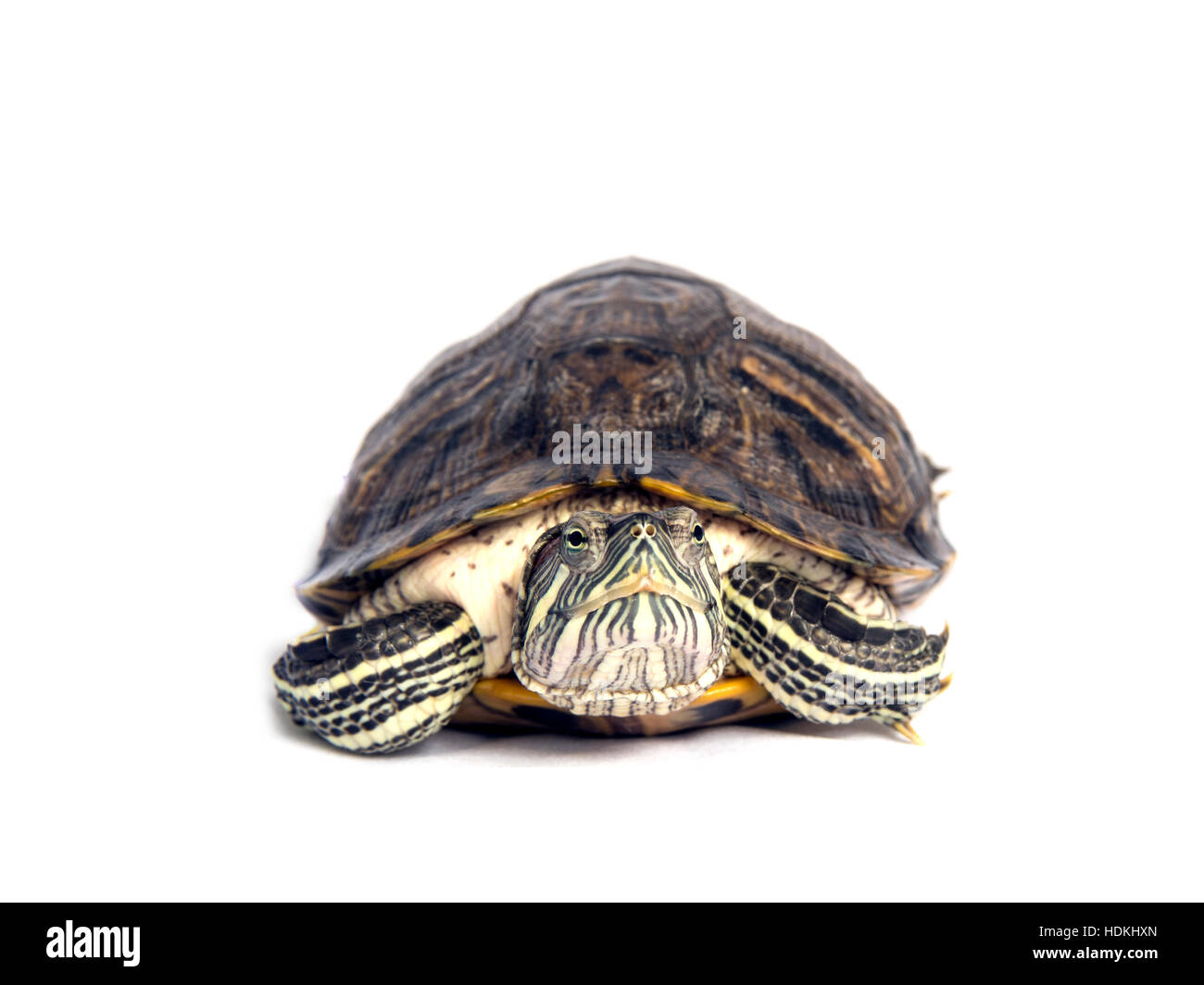 trachemys scripta isolated Stock Photo - Alamy