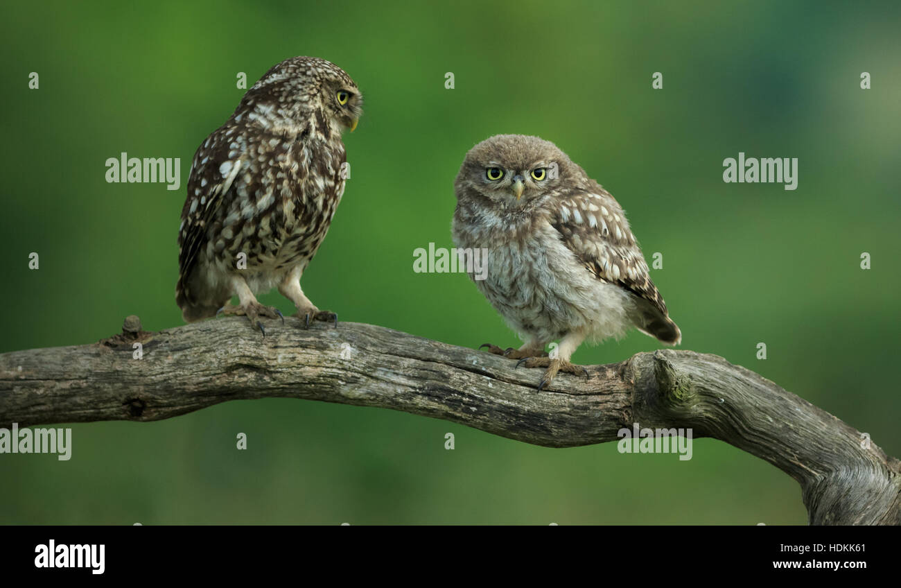 Yorkshire birdlife hi-res stock photography and images - Alamy