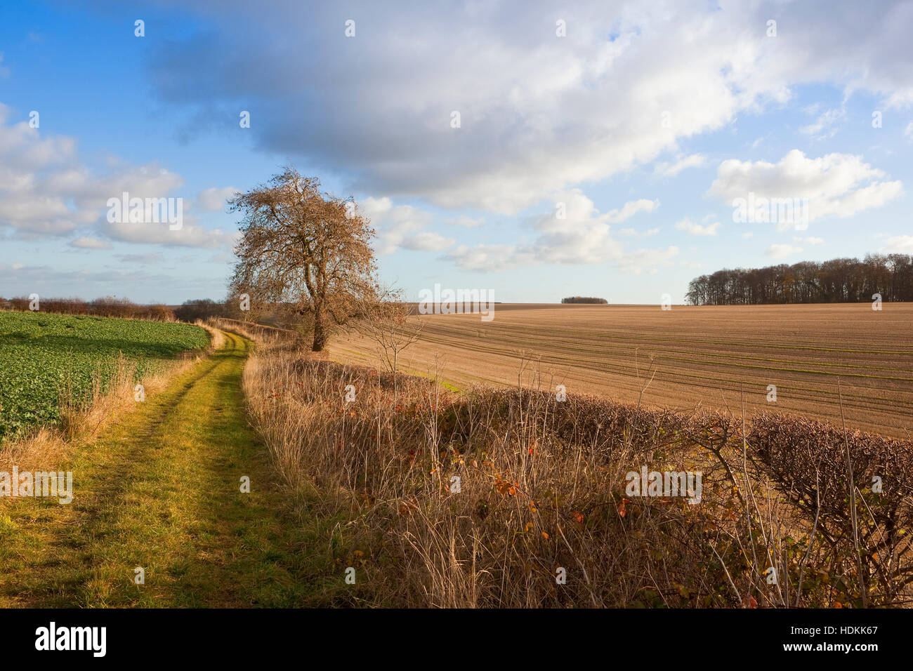A country bridleway by a blackthorn hedgerow and Ash tree with rapeseed ...
