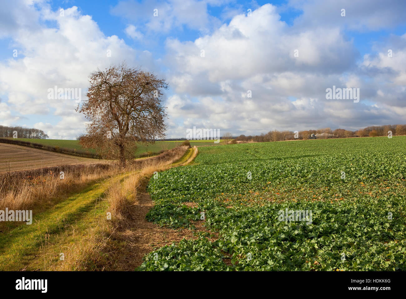 A scenic bridleway and footpath with an ash tree and hedgerows and ...