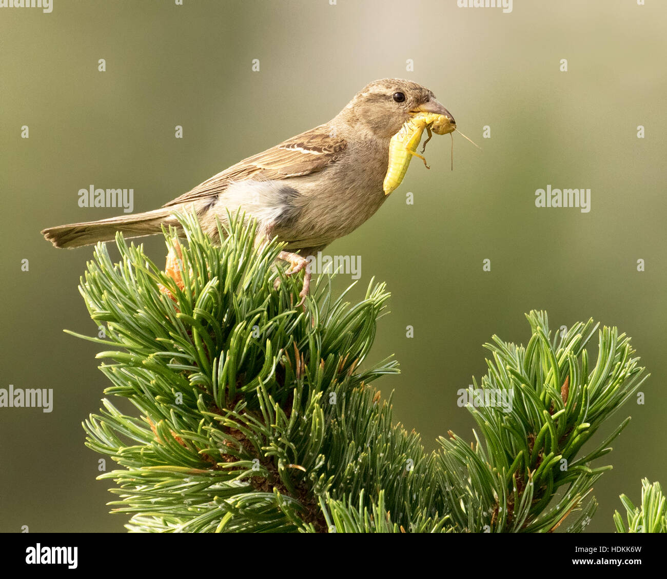 Bird eating grasshopper hi-res stock photography and images - Alamy