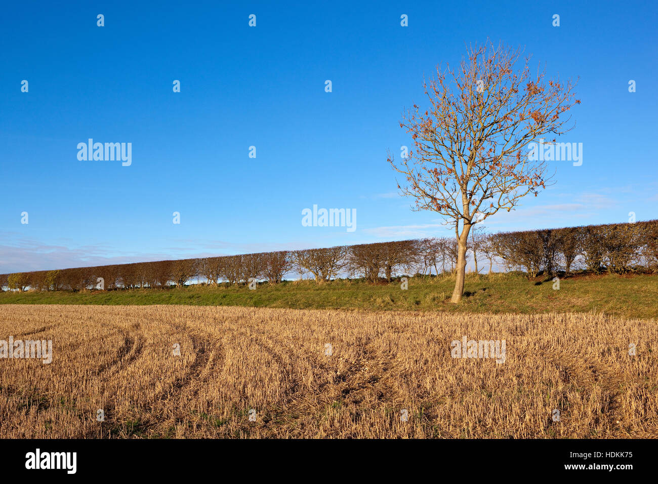 A young ash tree with a hawthorn hedgerow by a stubble field under a ...