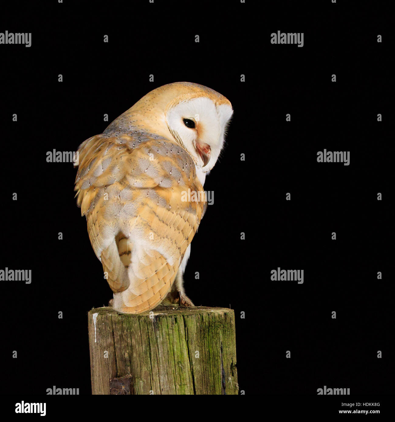 Barn owls yorkshire hi-res stock photography and images - Alamy