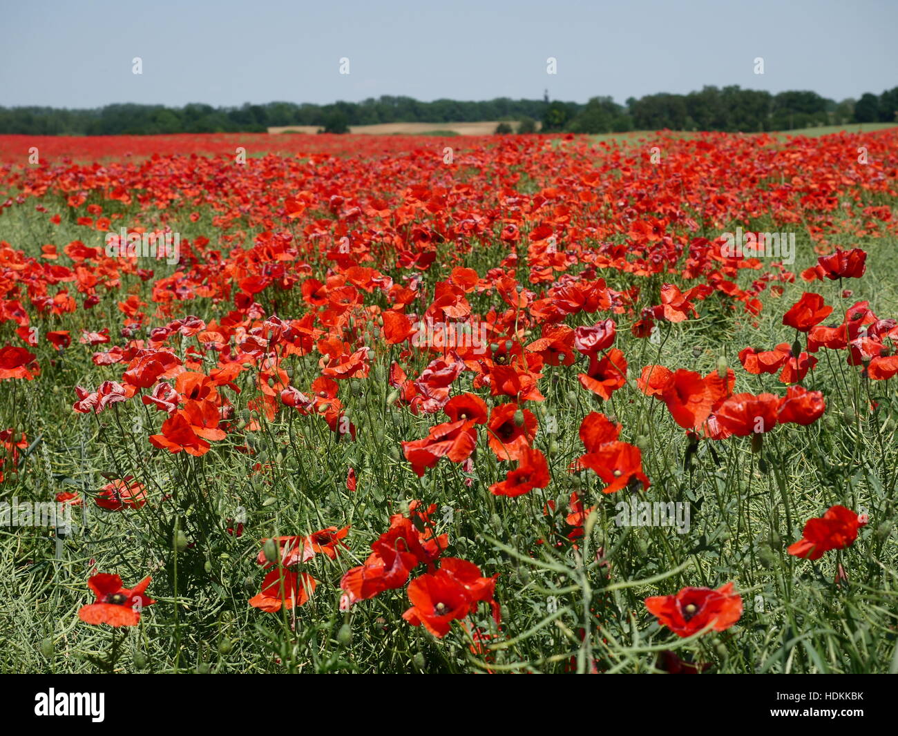 landscape with poppy on sky background Stock Photo - Alamy