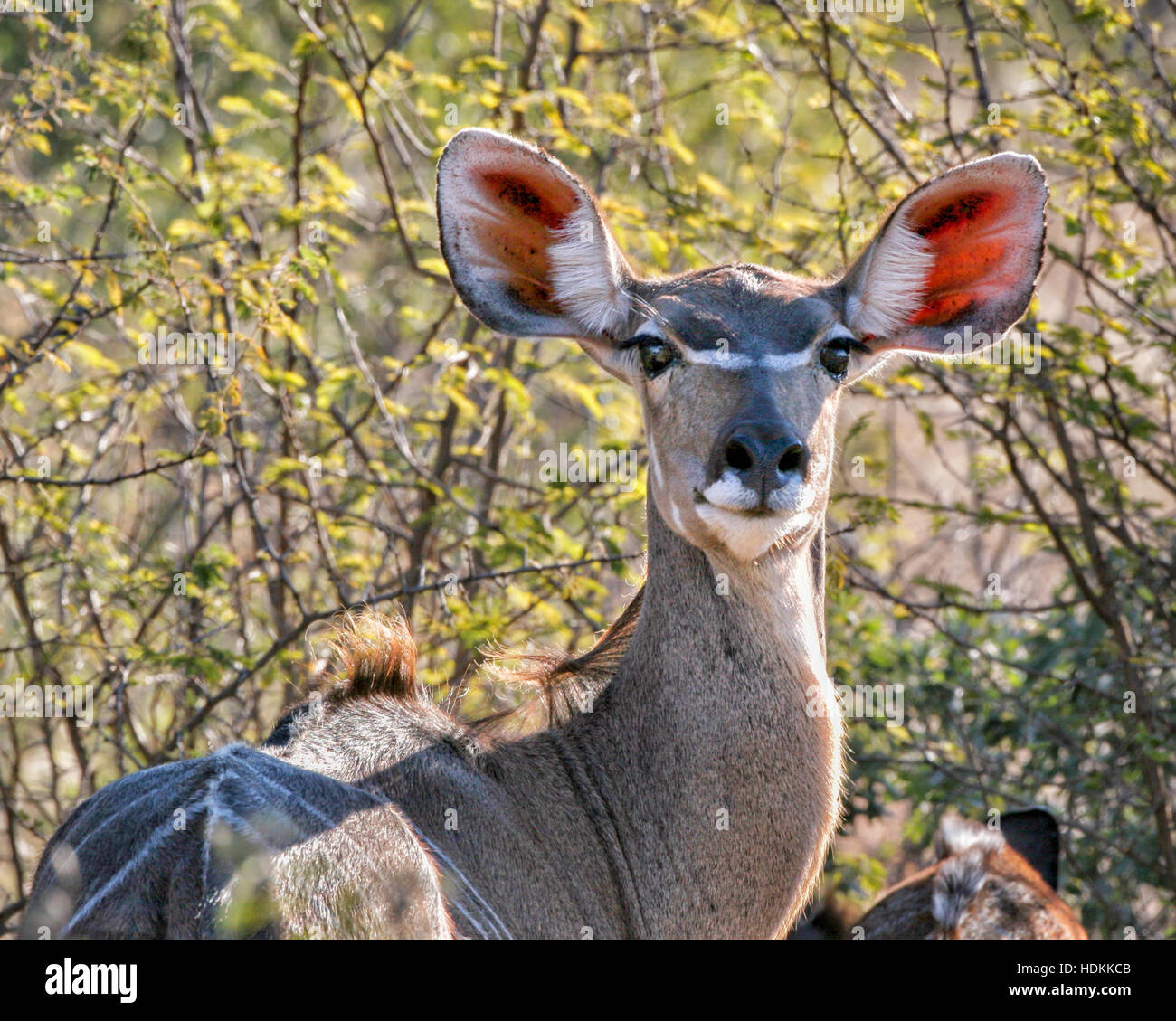 African Antelope Hd