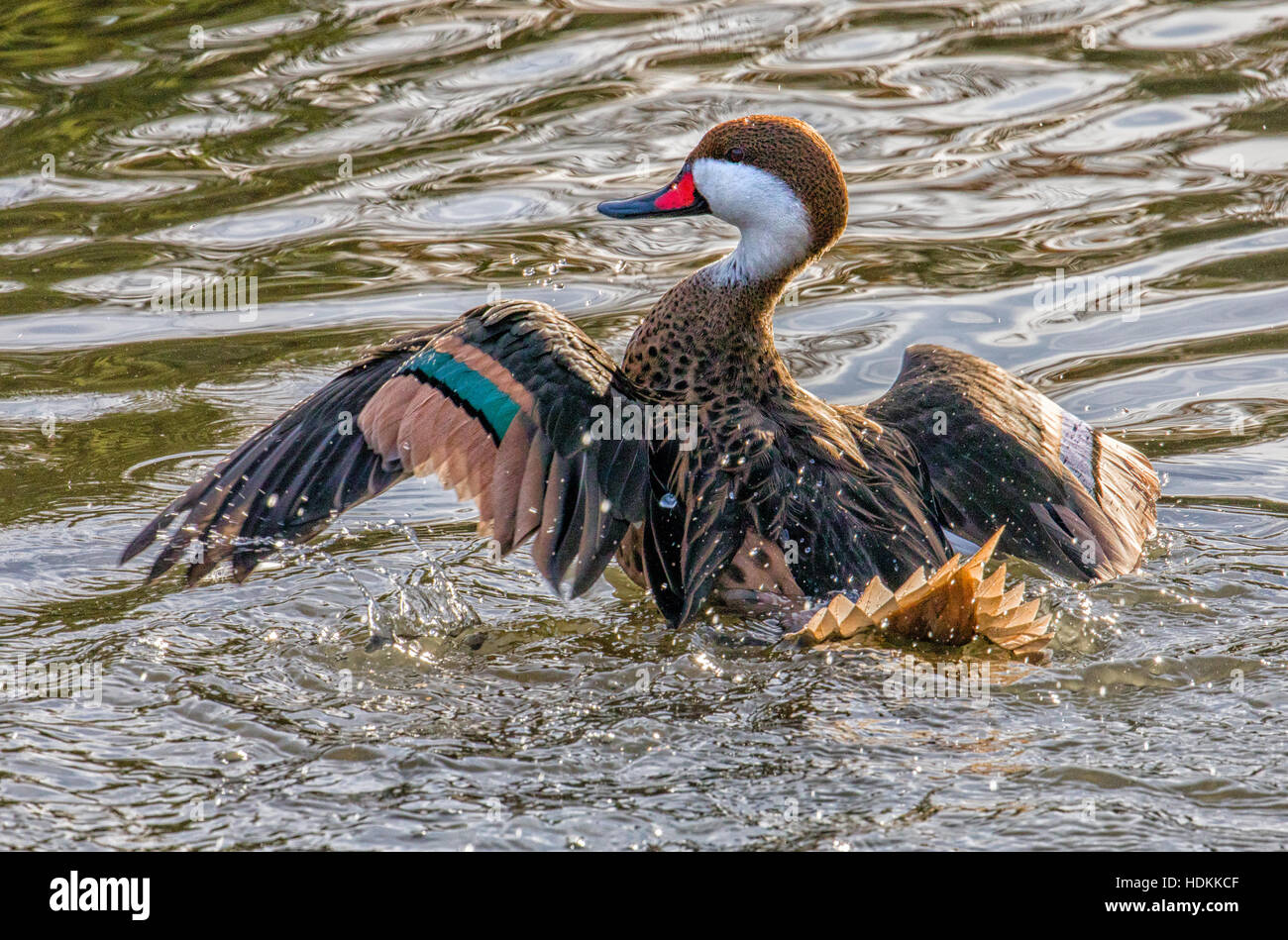 White cheeked pintail ducks hi-res stock photography and images - Alamy
