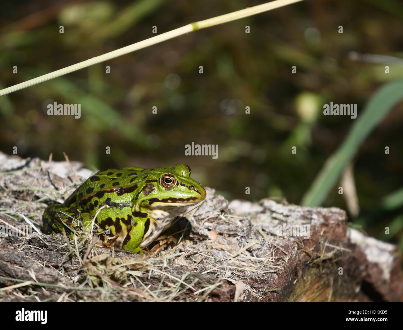 sitting green frog on lake background Stock Photo - Alamy