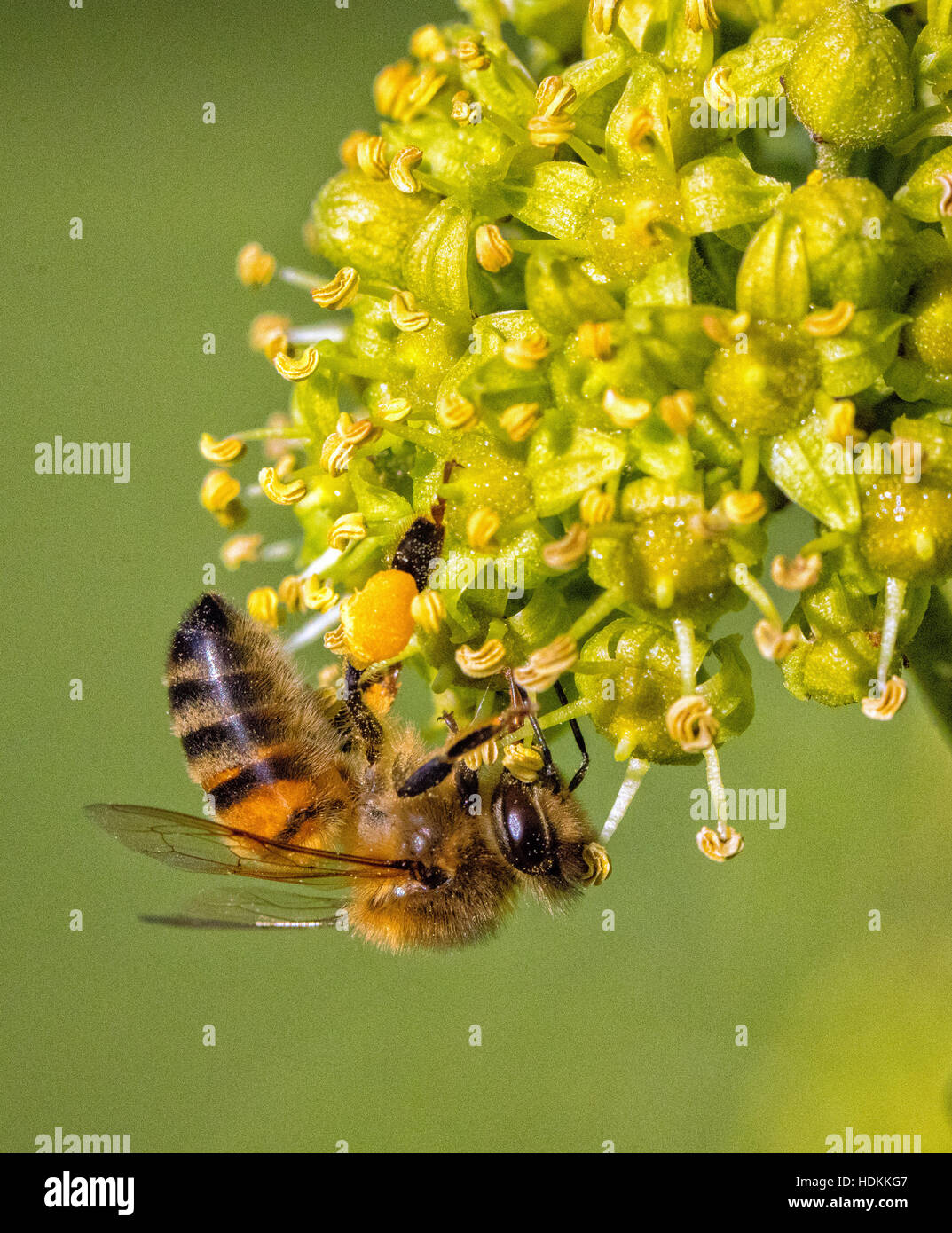Western honey bee Apis mellifera feeding and collecting pollen from ivy ...