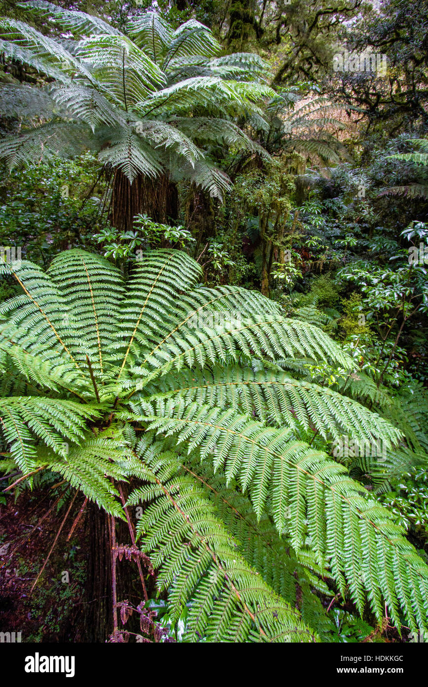 Tree ferns temperate rain forest hi-res stock photography and images ...