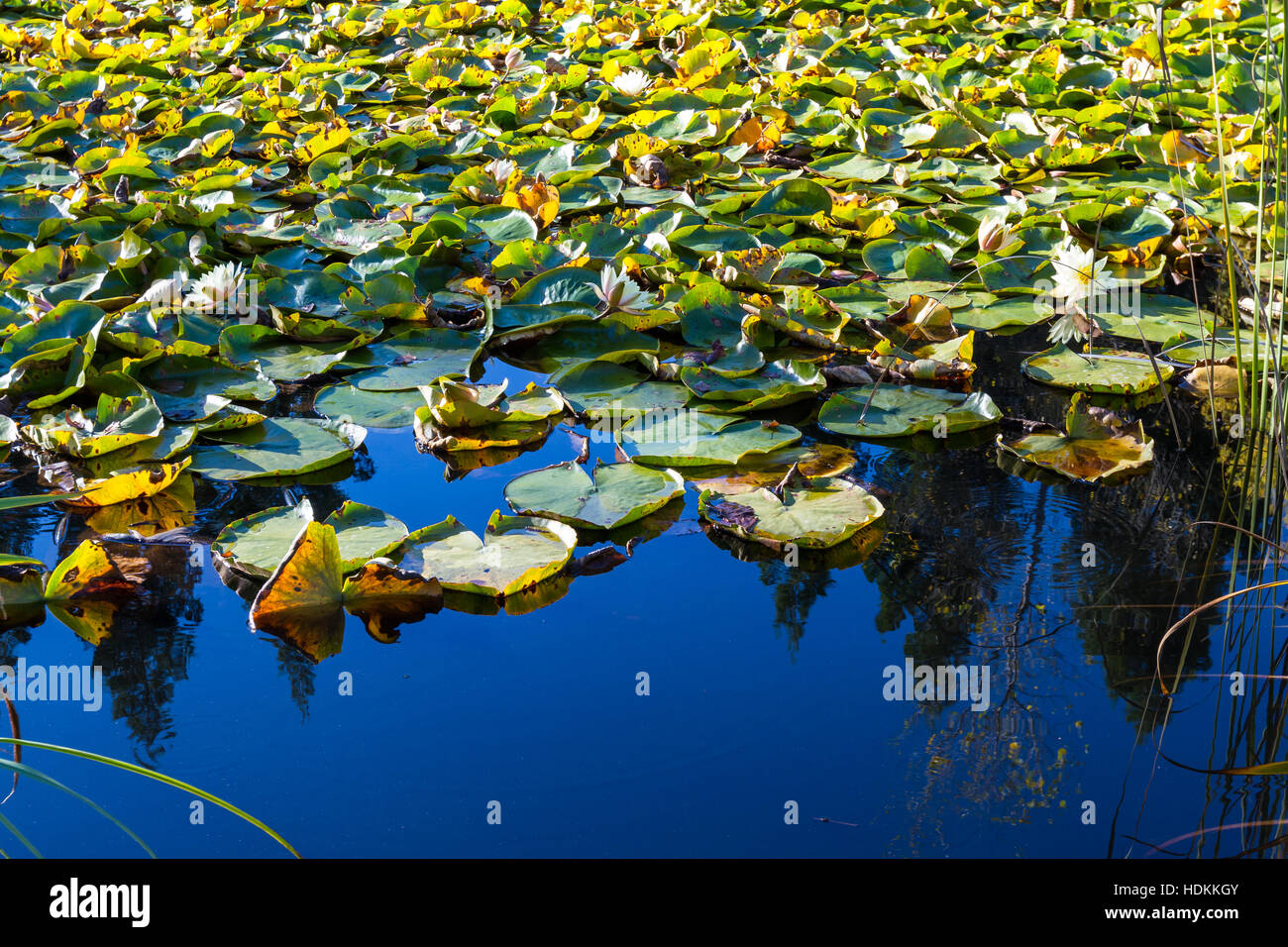 blooming lilies floating on a pond with a deep blue sky reflection ...