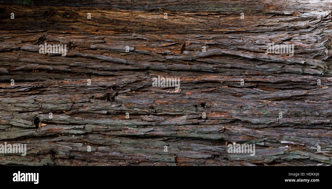 background of the texture of a redwood tree in Napa California Stock ...