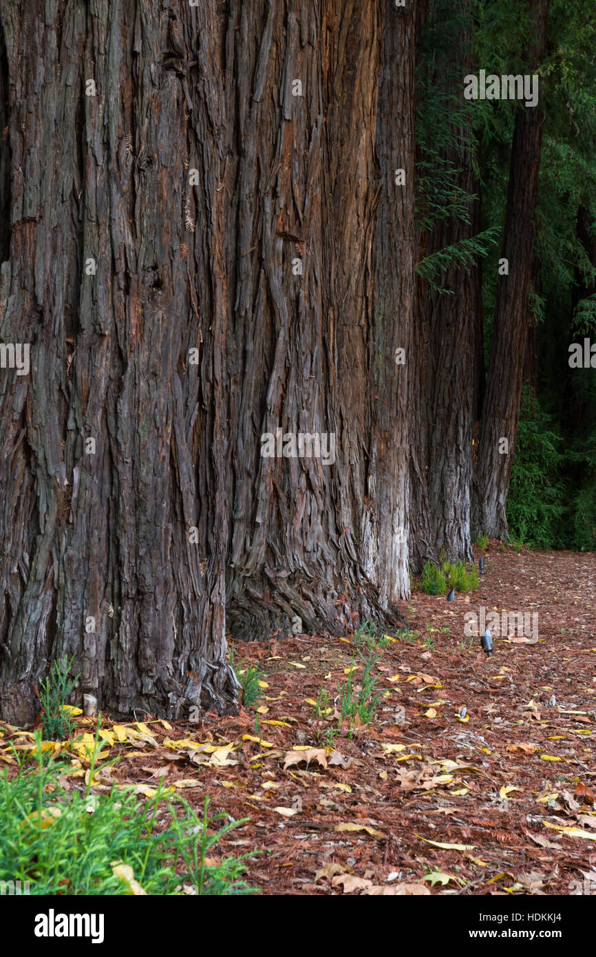 group of redwood trees in a row with red needles on the ground Stock ...