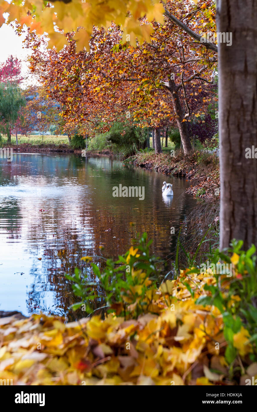 Golden swan garden hi-res stock photography and images - Alamy