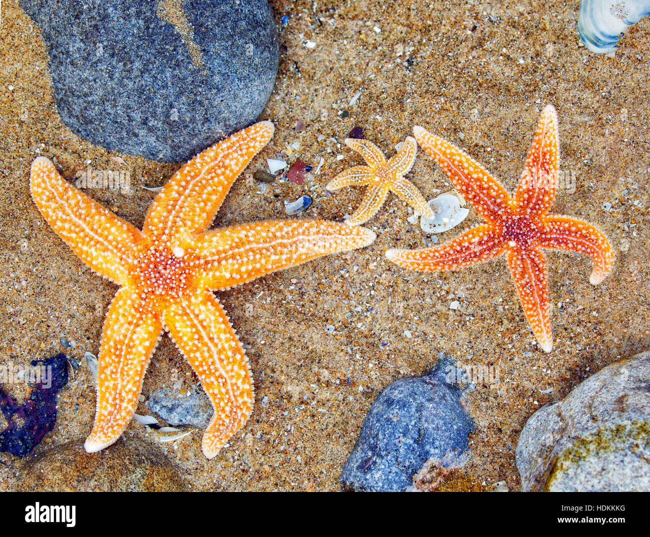 Common starfish Asterias rubens of varying sizes in a shallow sandy ...