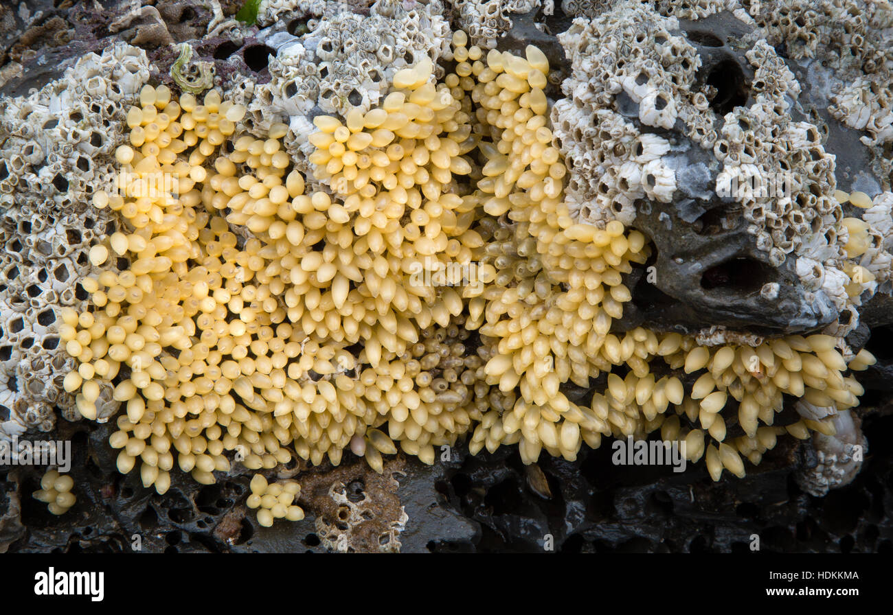 Eggs of the common dog whelk on barnacle covered rocks at low tide on ...