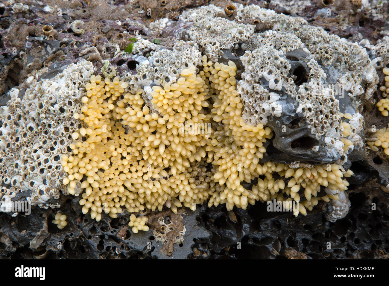 Eggs of the common dog whelk on barnacle covered rocks at low tide on ...