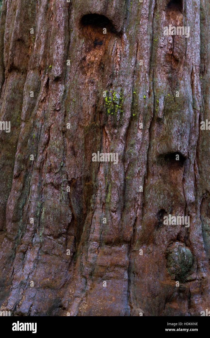 Sequoiadendron Giganteum Bark