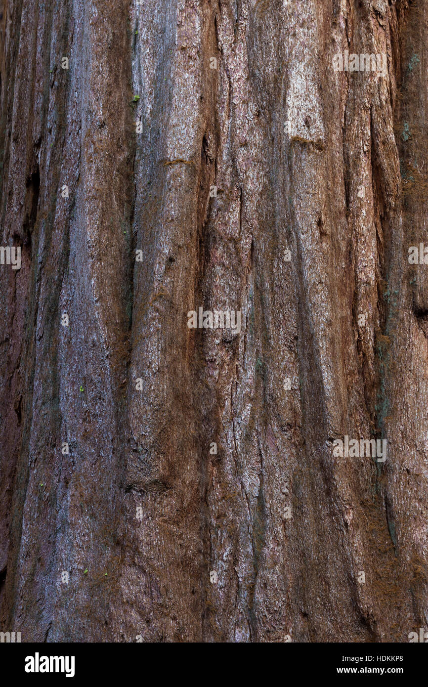 close up of the bark of a single sequoia tree with an almost orange ...