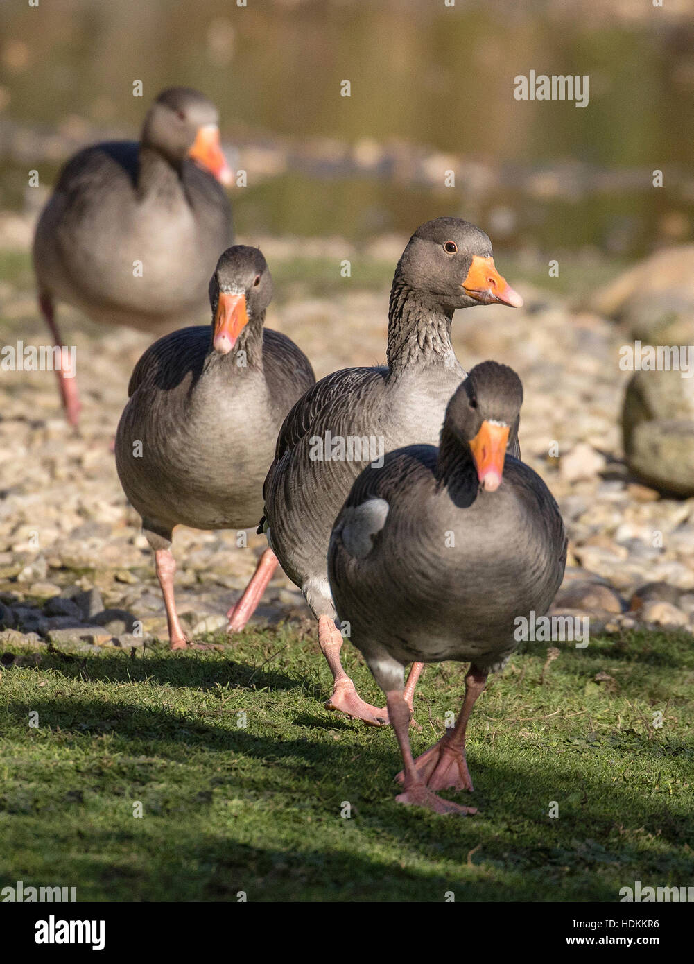 Procession of geese hi-res stock photography and images - Alamy