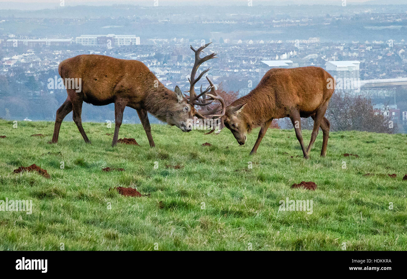 Stags hi-res stock photography and images - Alamy