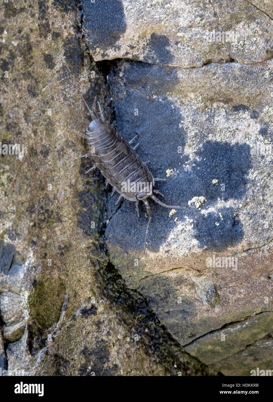 Sea roach hi-res stock photography and images - Alamy