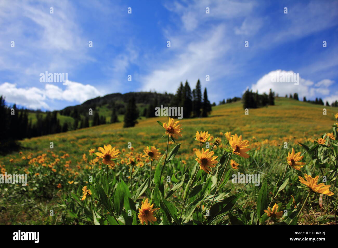 A landscape of Arrowleaf balsam root in Yellowstone National Park Stock ...
