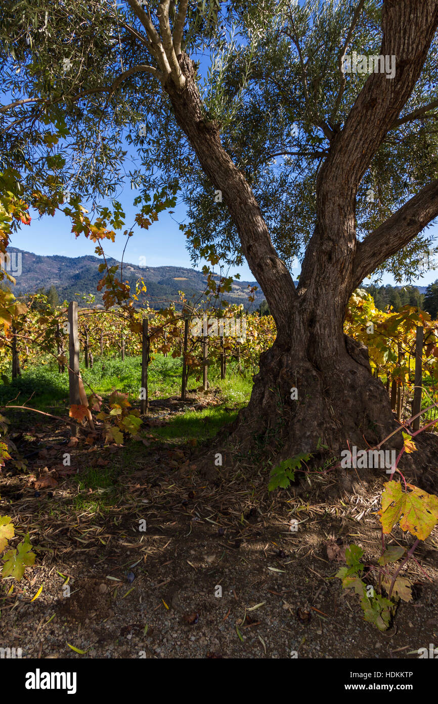 beautiful autumn scene with grape leaves changing colors on the vines ...
