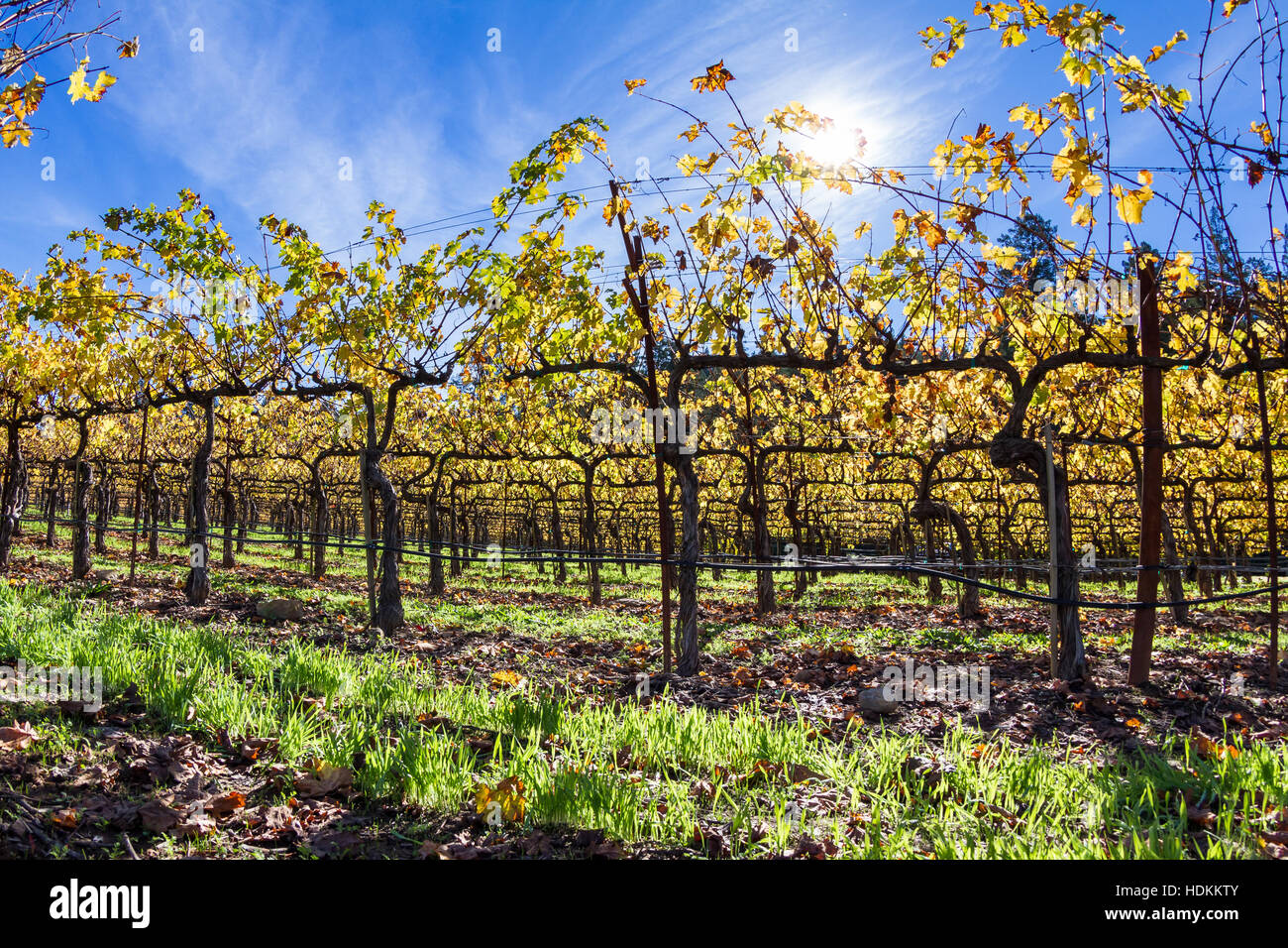 beautiful autumn scene with grape leaves changing colors on the vines ...