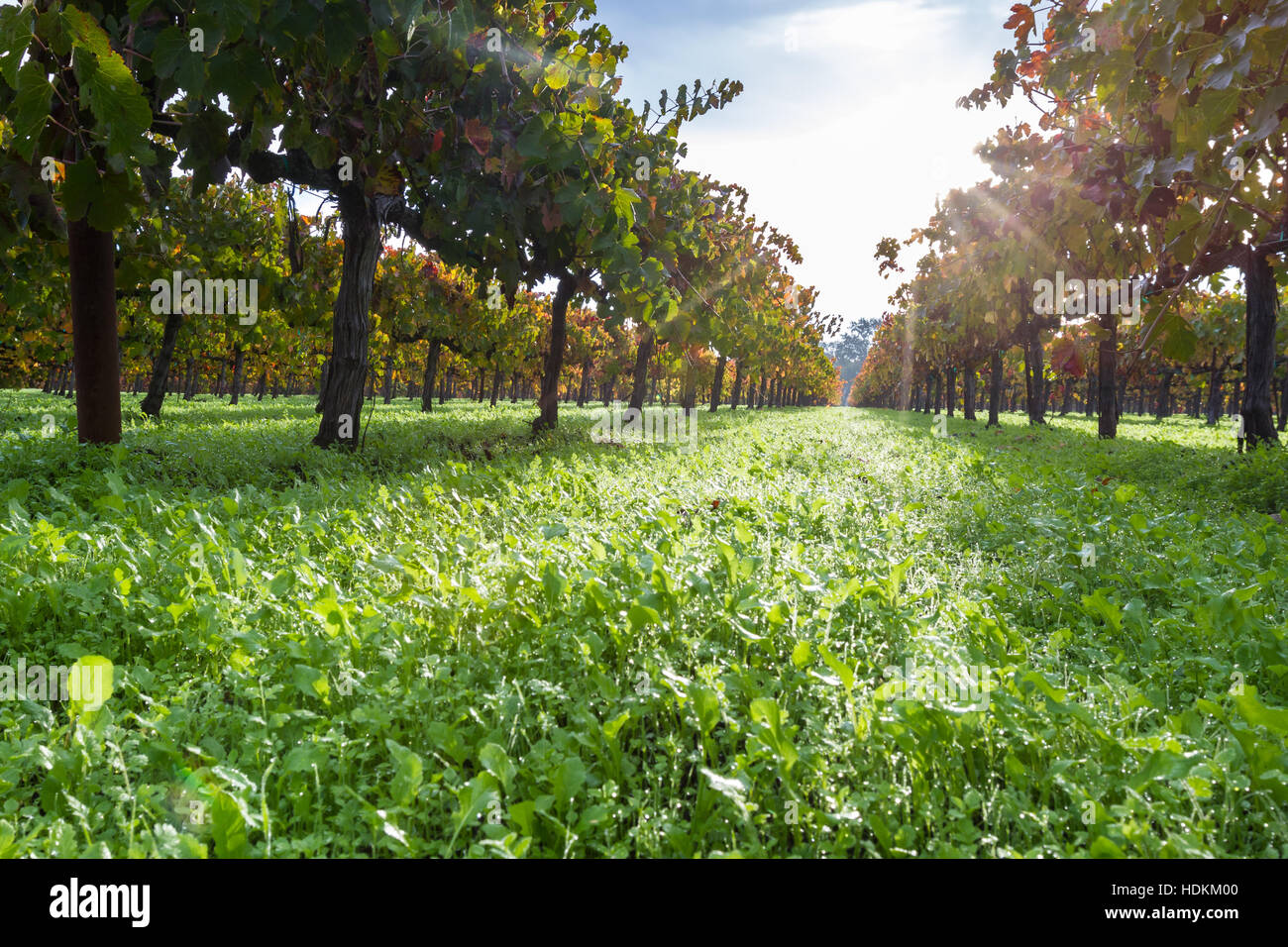 morning due clinging to the blades of grass in between the rows of ...