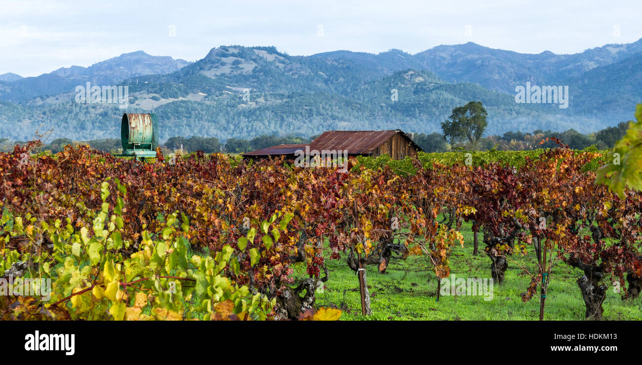 wooden building with rusted tin roof in the middle of a vineyard with a ...